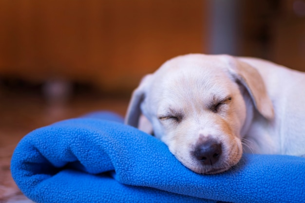 Un Beau Chiot Labrador Dormant Adorablement Sur Sa Couverture Bleue