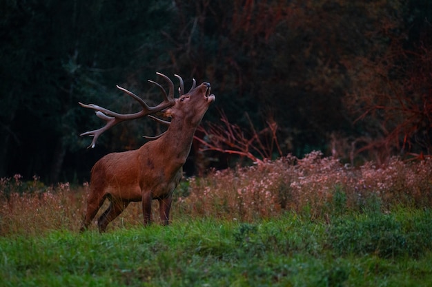 Cerf élaphe Sur Fond Vert Pendant Le Rut Du Cerf Dans L'habitat Naturel ... Cerf élaphe Sur Fond Vert Pendant Le Rut Du Cerf Dans L'habitat Naturel ...