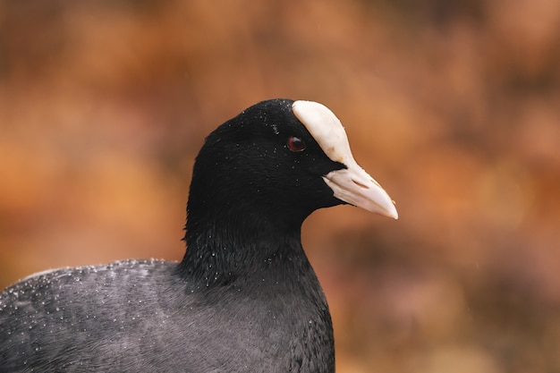 Coup De Mise Au Point Sélective D'un Oiseau Noir Avec Un Bec Blanc ... Coup De Mise Au Point Sélective D'un Oiseau Noir Avec Un Bec Blanc ...