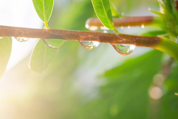 Goutte Deau Dune Branche Darbre Goutte De Rosée Après La Pluie Avec