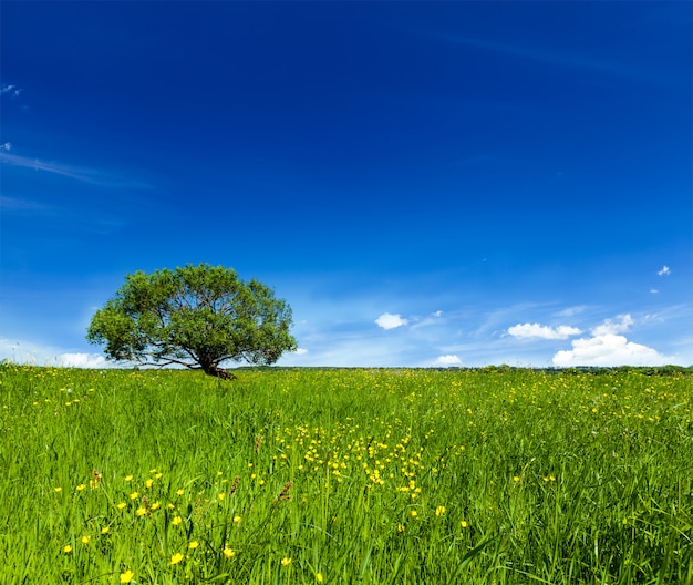Paysage De Paysage De Champ Vert Printemps été Avec Un Seul Arbre ... Paysage De Paysage De Champ Vert Printemps été Avec Un Seul Arbre ...