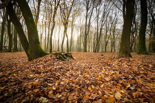 Prise De Vue En Grand Angle De Feuilles D'automne Sur Le Sol De La ... Prise De Vue En Grand Angle De Feuilles D'automne Sur Le Sol De La ...