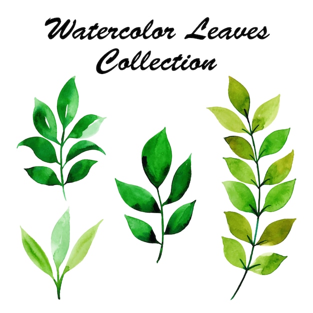 Colección de hojas de acuarela | Vector Premium Colección de hojas de acuarela | Vector Premium