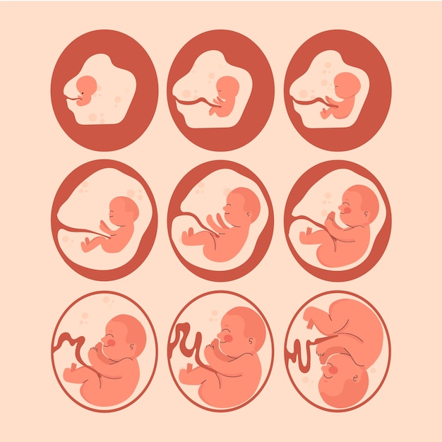 Conjunto De Desarrollo Fetal Dibujado A Mano Vector Premium