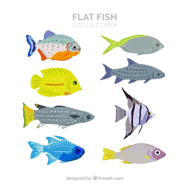 Conjunto de peces coloridos en estilo plano | Vector Gratis Conjunto de peces coloridos en estilo plano | Vector Gratis