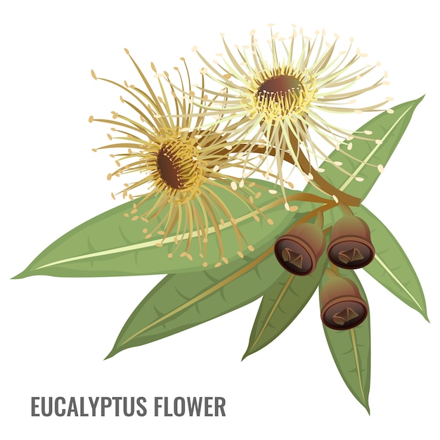 Flor De Eucalipto Hierba Con Hojas Suculentas Y Flor Fragante Vector Premium