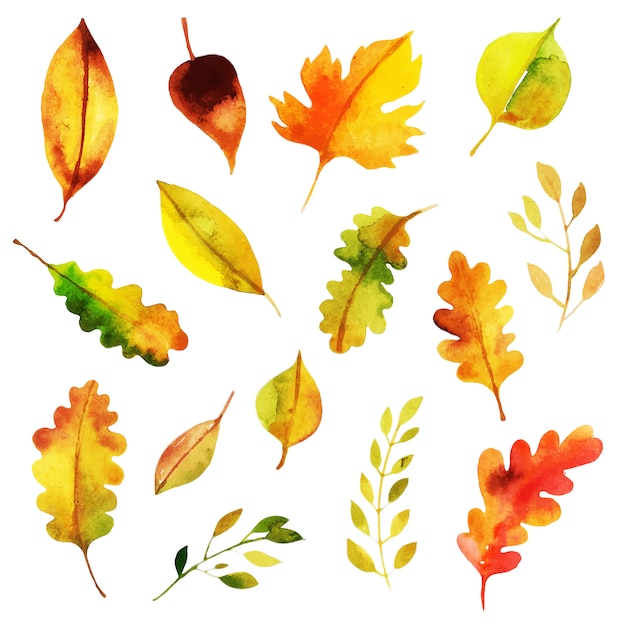 Hermosa acuarela colección de hojas de otoño | Vector Premium Hermosa acuarela colección de hojas de otoño | Vector Premium