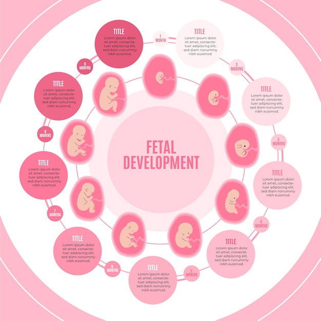 Infografía de desarrollo fetal dibujada a mano. | Vector Gratis Infografía de desarrollo fetal dibujada a mano. | Vector Gratis