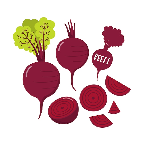 Remolacha | Vector Premium Remolacha | Vector Premium