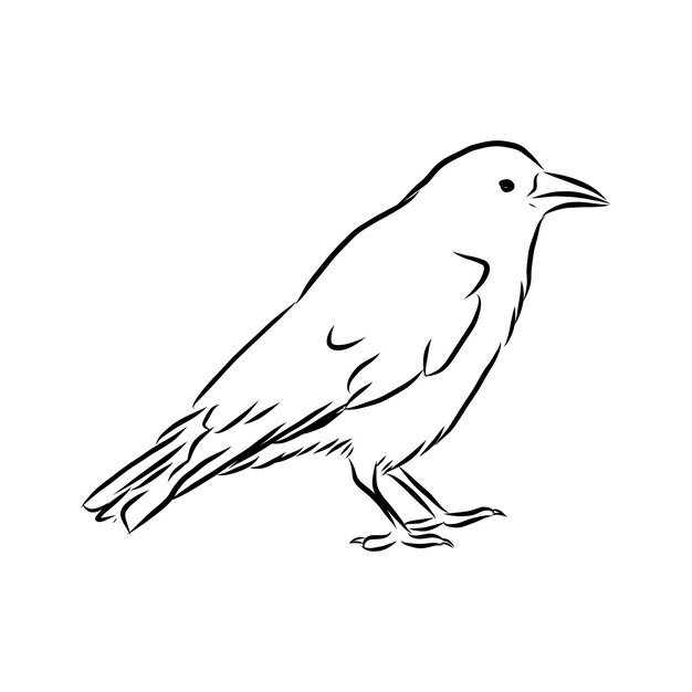 Corvo desenhado à mão de vetor ilustração gráfica em preto e branco ... Corvo desenhado à mão de vetor ilustração gráfica em preto e branco ...