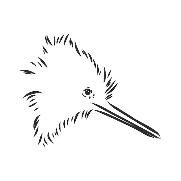Desenho, esboço, ilustração de desenho animado de kiwi kiwi pássaro ... Desenho, esboço, ilustração de desenho animado de kiwi kiwi pássaro ...