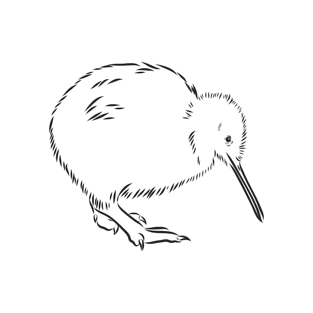 Desenho, esboço, ilustração de desenho animado de kiwi kiwi pássaro ... Desenho, esboço, ilustração de desenho animado de kiwi kiwi pássaro ...