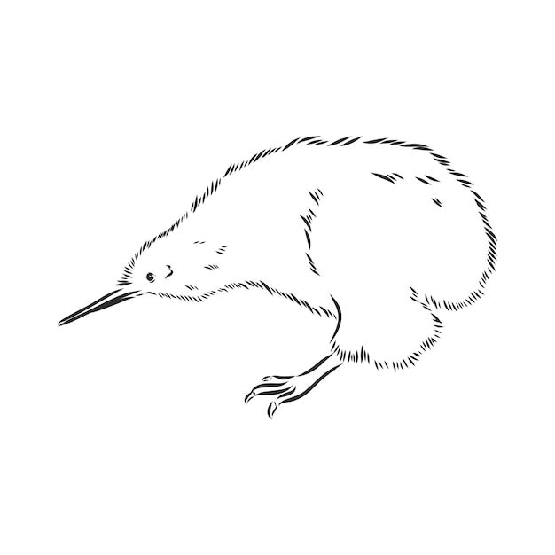 Desenho, esboço, ilustração de desenho animado de kiwi kiwi pássaro ... Desenho, esboço, ilustração de desenho animado de kiwi kiwi pássaro ...