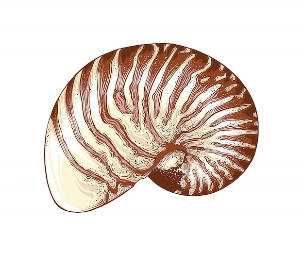 Esboço desenhado de mão da concha de nautilus na cor, isolado. desenho ... Esboço desenhado de mão da concha de nautilus na cor, isolado. desenho ...