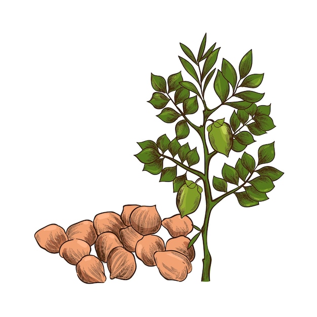 Feijão de grão de bico desenhado à mão e ilustração de planta | Vetor ... Feijão de grão de bico desenhado à mão e ilustração de planta | Vetor ...