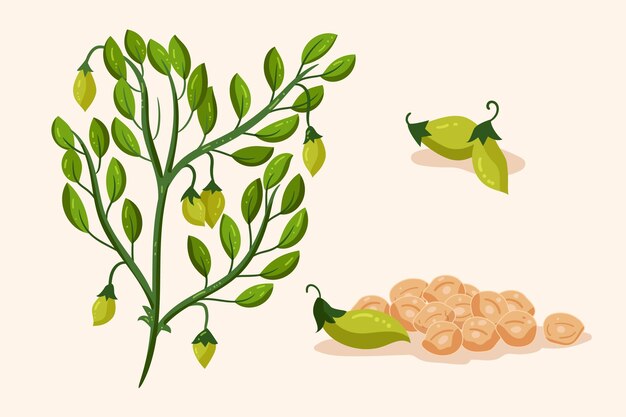 Feijão de grão de bico desenhado à mão e ilustração de planta | Vetor ... Feijão de grão de bico desenhado à mão e ilustração de planta | Vetor ...