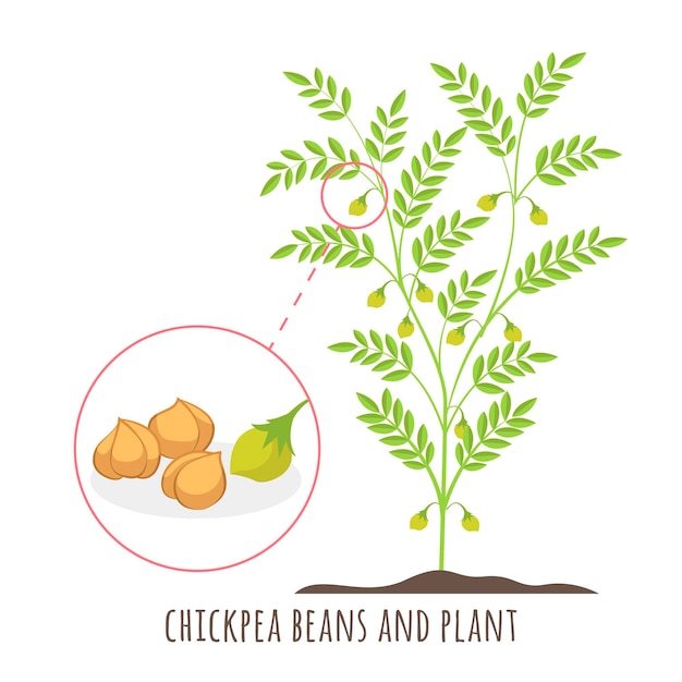 Feijão de grão de bico desenhado com ilustração de planta | Vetor Grátis Feijão de grão de bico desenhado com ilustração de planta | Vetor Grátis