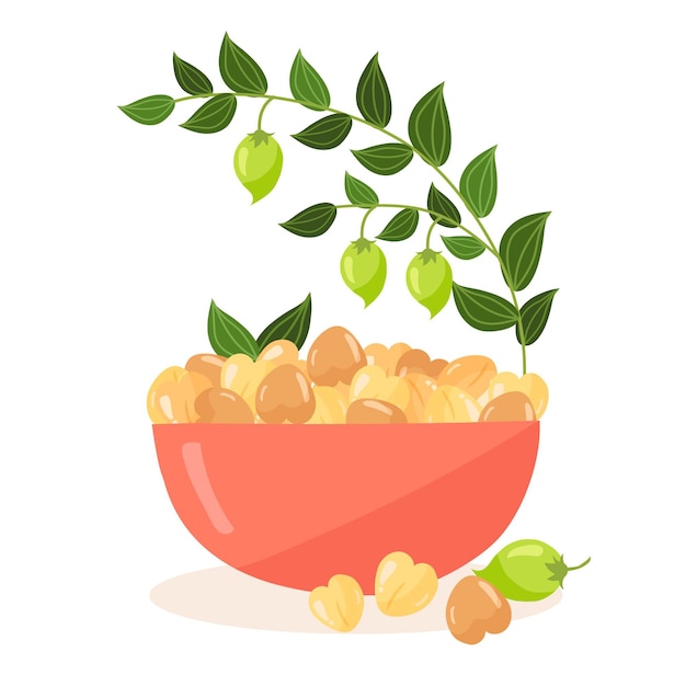 Feijão de grão de bico desenhado e ilustração de planta | Vetor Premium Feijão de grão de bico desenhado e ilustração de planta | Vetor Premium
