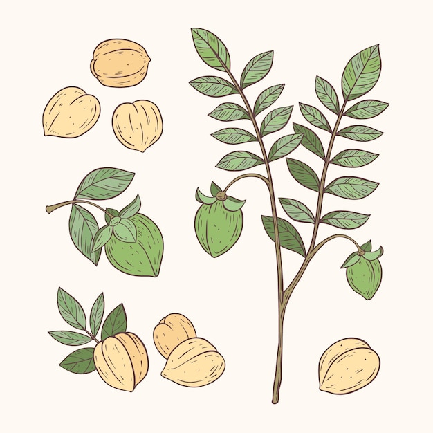 Feijão de grão de bico desenhado e planta | Vetor Grátis Feijão de grão de bico desenhado e planta | Vetor Grátis