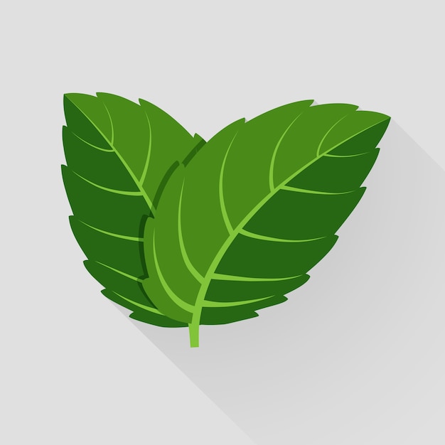 Folhas de vetor de hortelã. planta de hortelã, hortelã de folha verde ... Folhas de vetor de hortelã. planta de hortelã, hortelã de folha verde ...