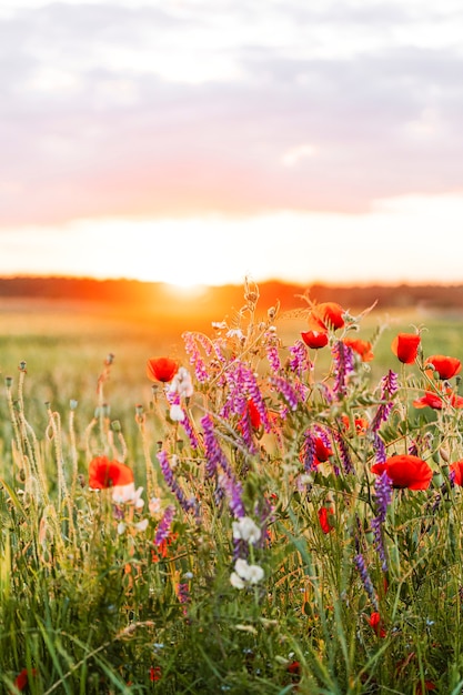 Zonsondergang over een veld met wilde bloemen in de zomer | Gratis Foto Zonsondergang over een veld met wilde bloemen in de zomer | Gratis Foto