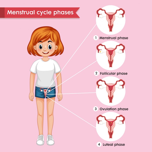 Wetenschappelijke Medische Infographic Van Menstruatiecyclus Gratis